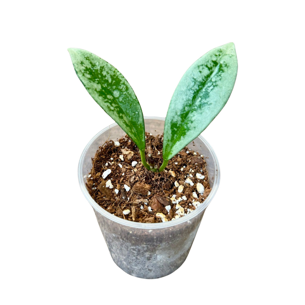 Buy Hoya AH074 'Silver' Plant – Root Houseplants