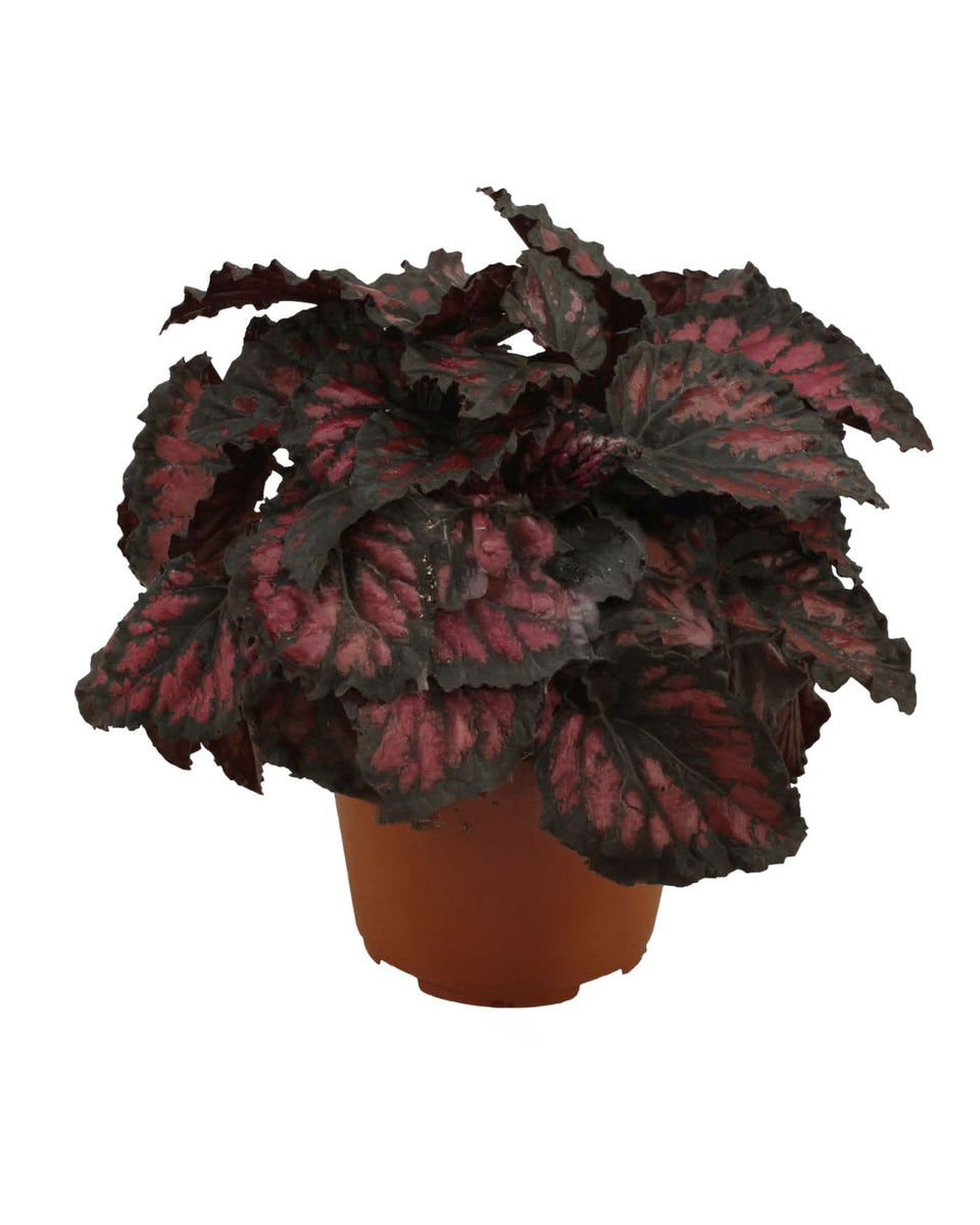 Root Houseplants - Shop Begonia rex 'Etna' - Fresh from the grower