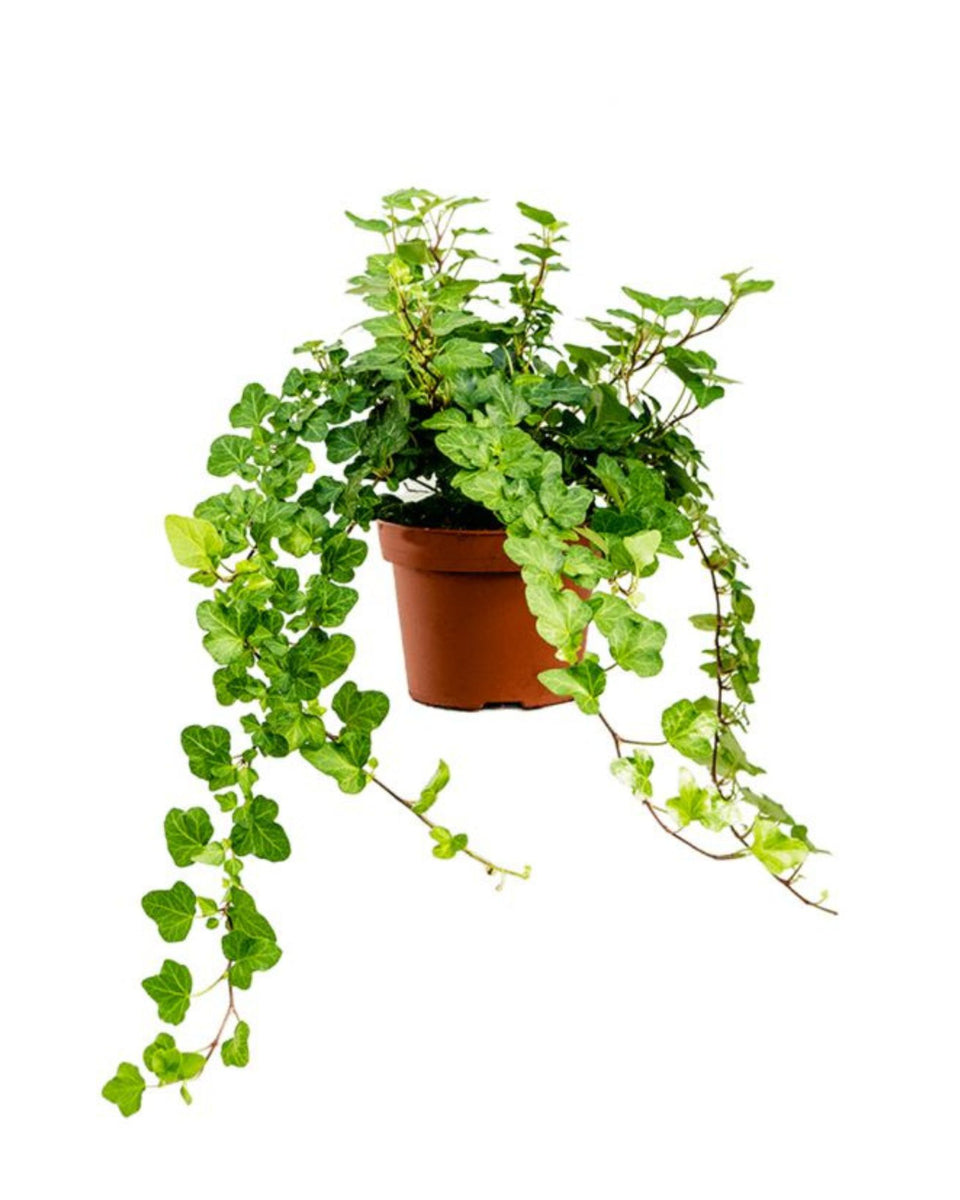 Root Houseplants - Shop Hedera helix 'Wonder' - Fresh from the grower