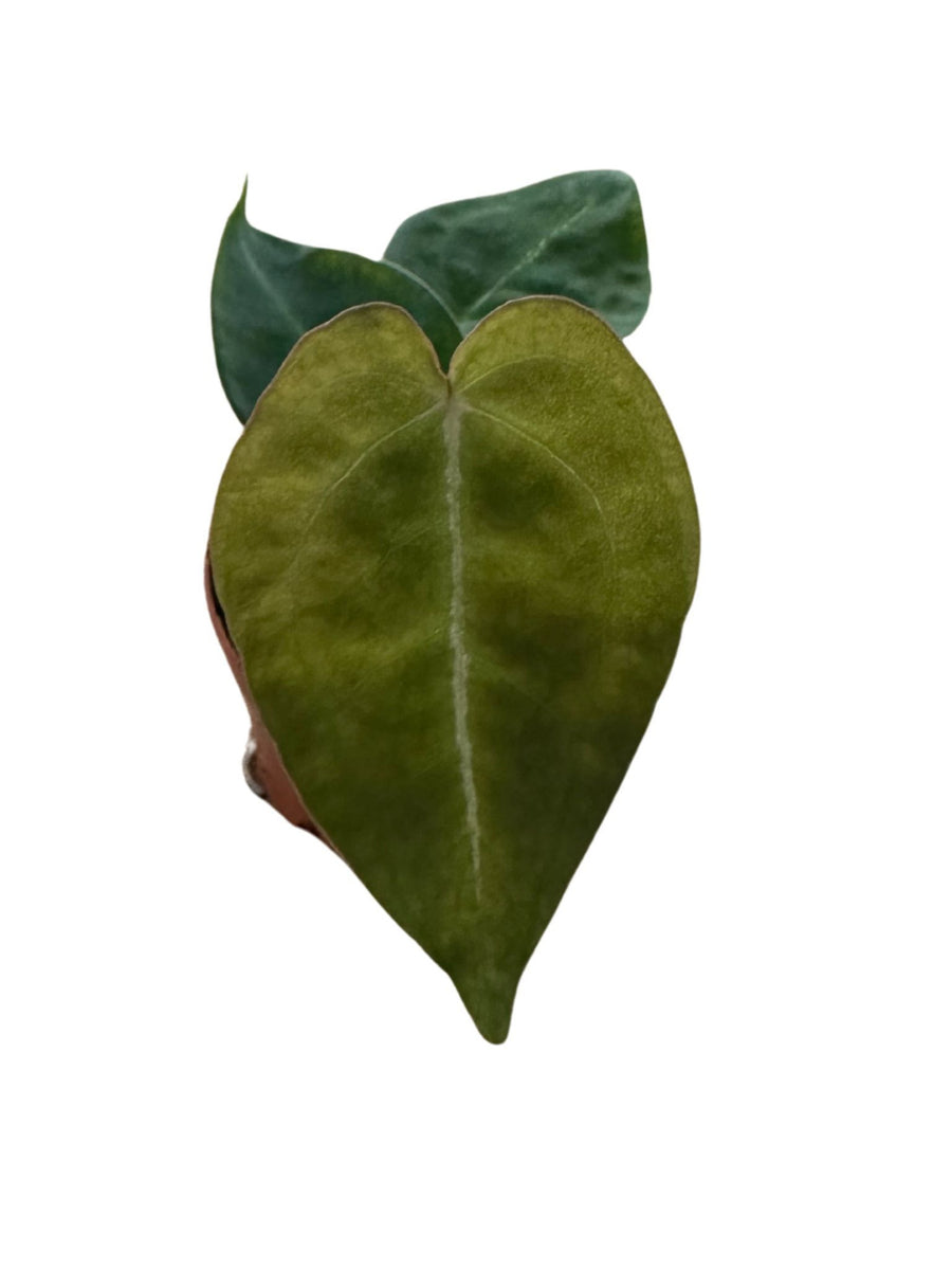 Root Houseplants - Shop Buy Anthurium forgetii - Fresh from the grower