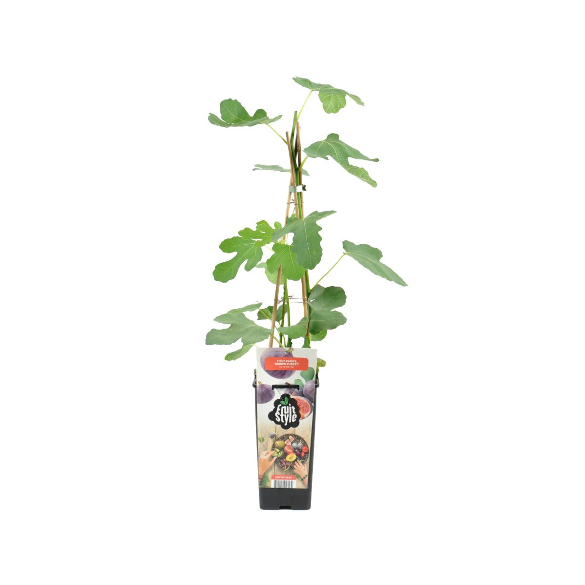 Root Houseplants - Shop Ficus carica 'Brown Turkey' - Fig Tree - Fresh ...